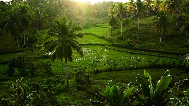 Buhay Lukad (Life of Copra Farmers) - Cinemata